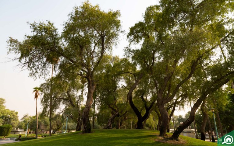 Things to do in Mushrif Park: Aventura, Swimming & More - MyBayut