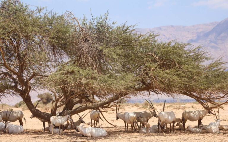 Wildlife Sanctuaries and Nature Reserves in the UAE - MyBayut