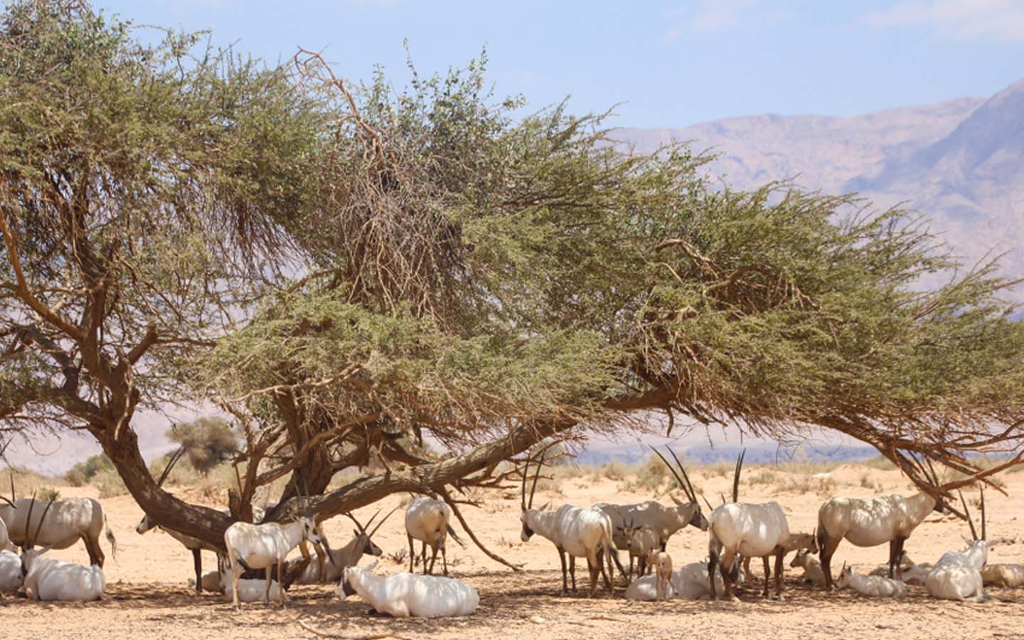 Wildlife Sanctuaries and Nature Reserves in the UAE - MyBayut