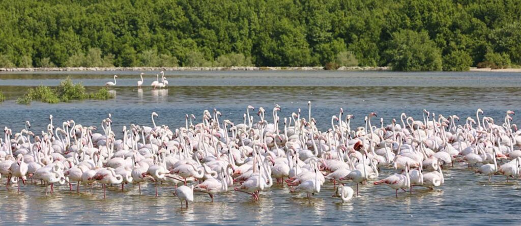 Nature Reserves in the UAE: Dubai, Abu Dhabi & More - MyBayut