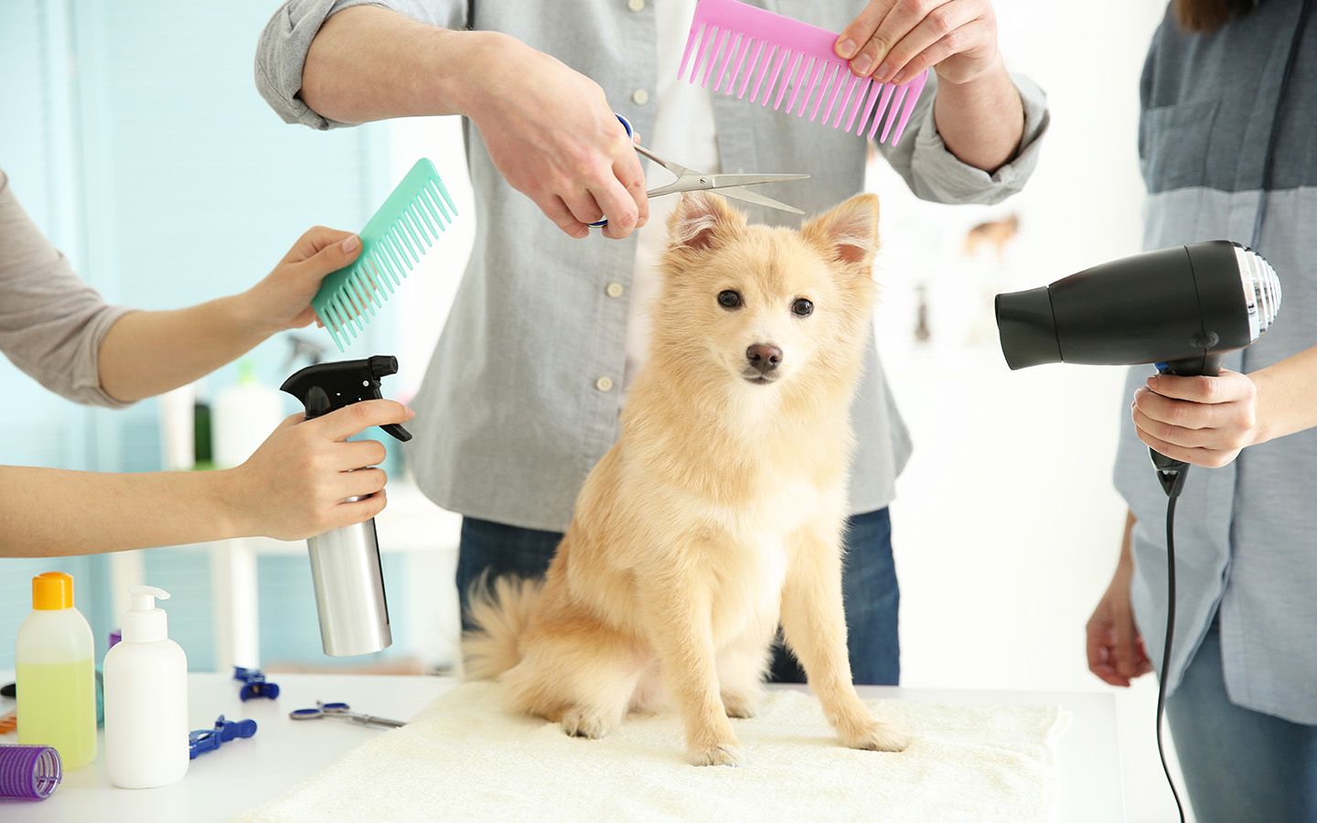 Pet Grooming In Dubai Shampooch Woof Pet Service More MyBayut