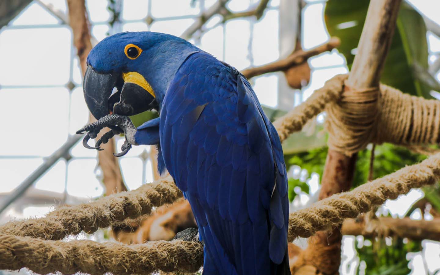 Animal Attractions in the UAE: Dubai Safari Park & More - MyBayut
