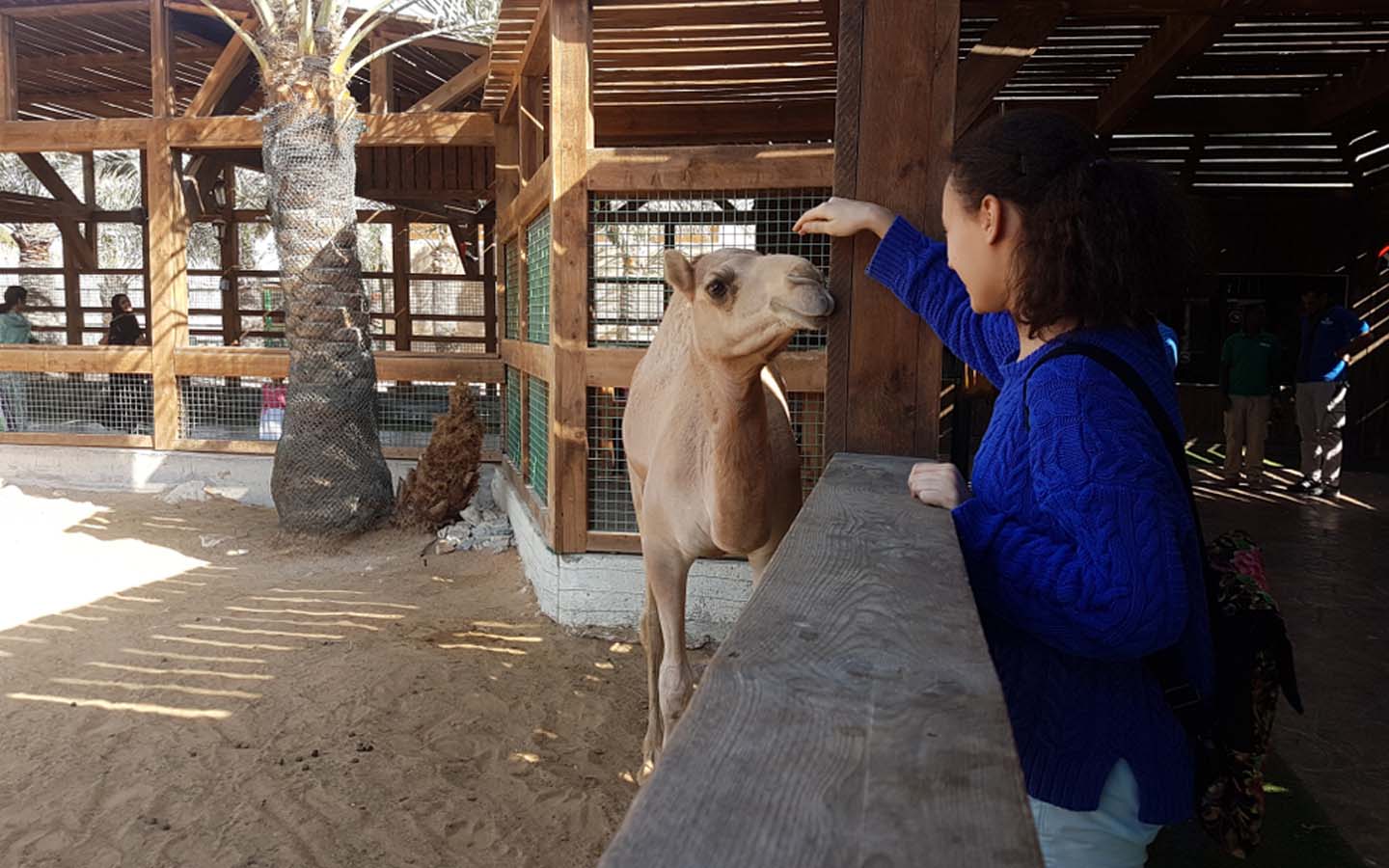 All About the UAE Pygmy Zoo: Location, Things To Do & More - MyBayut