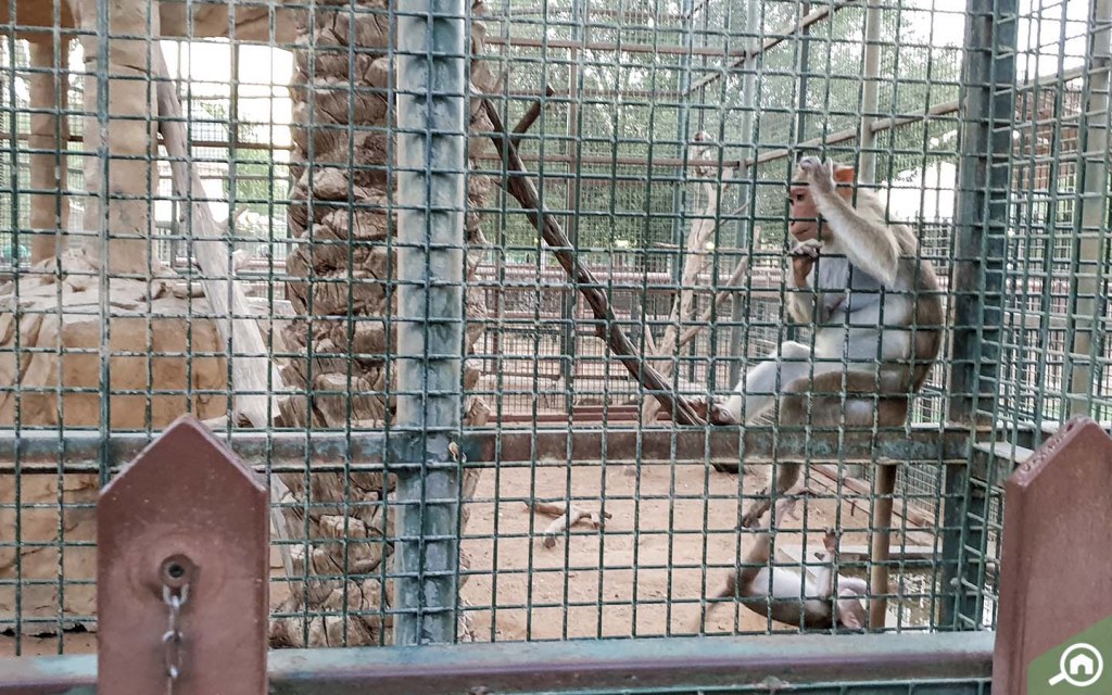 Emirates Park Zoo & Resort: Tickets, Opening Hours & More! -MyBayut