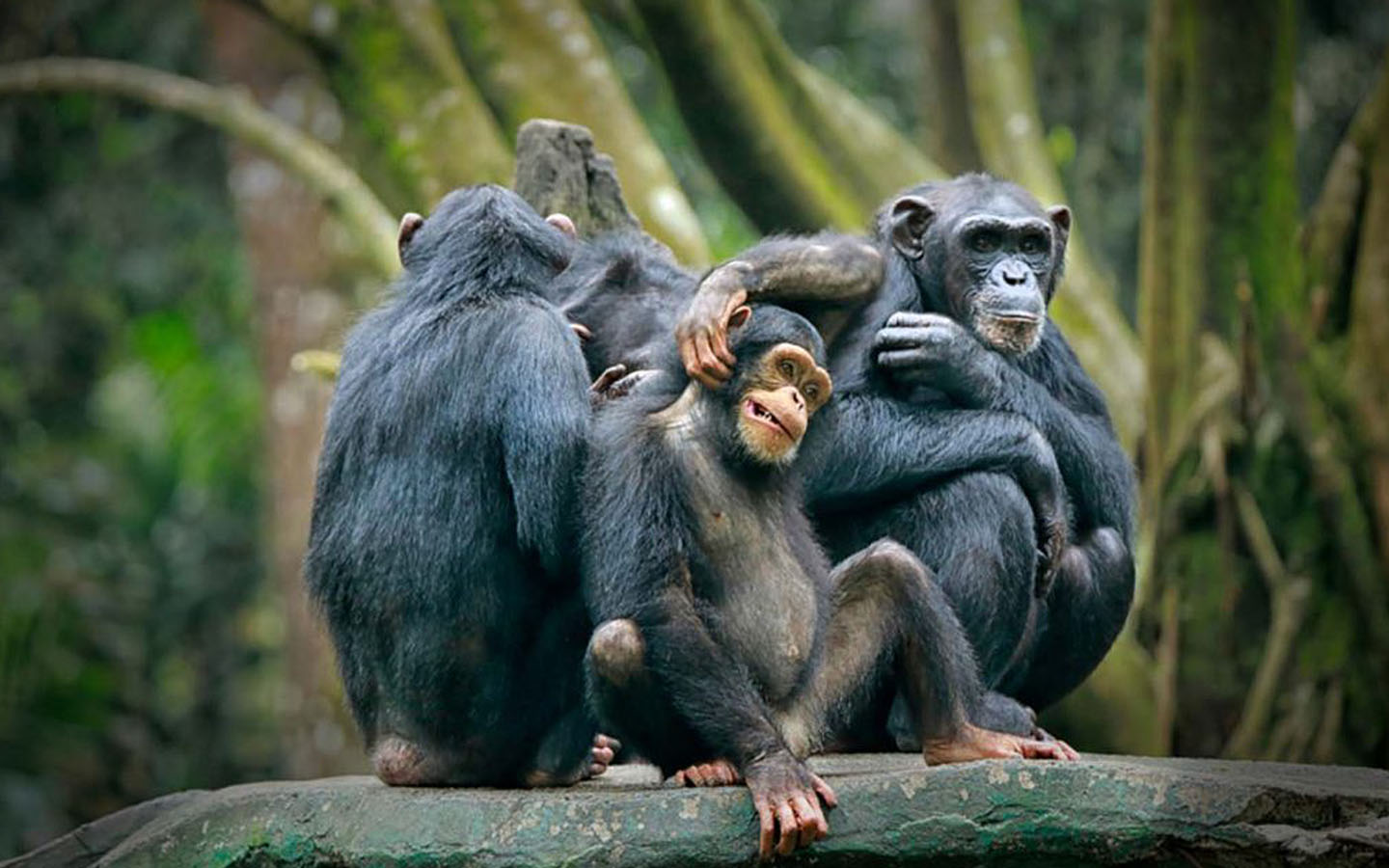 All About RAK Zoo: Activities, Location, Timings & More - MyBayut