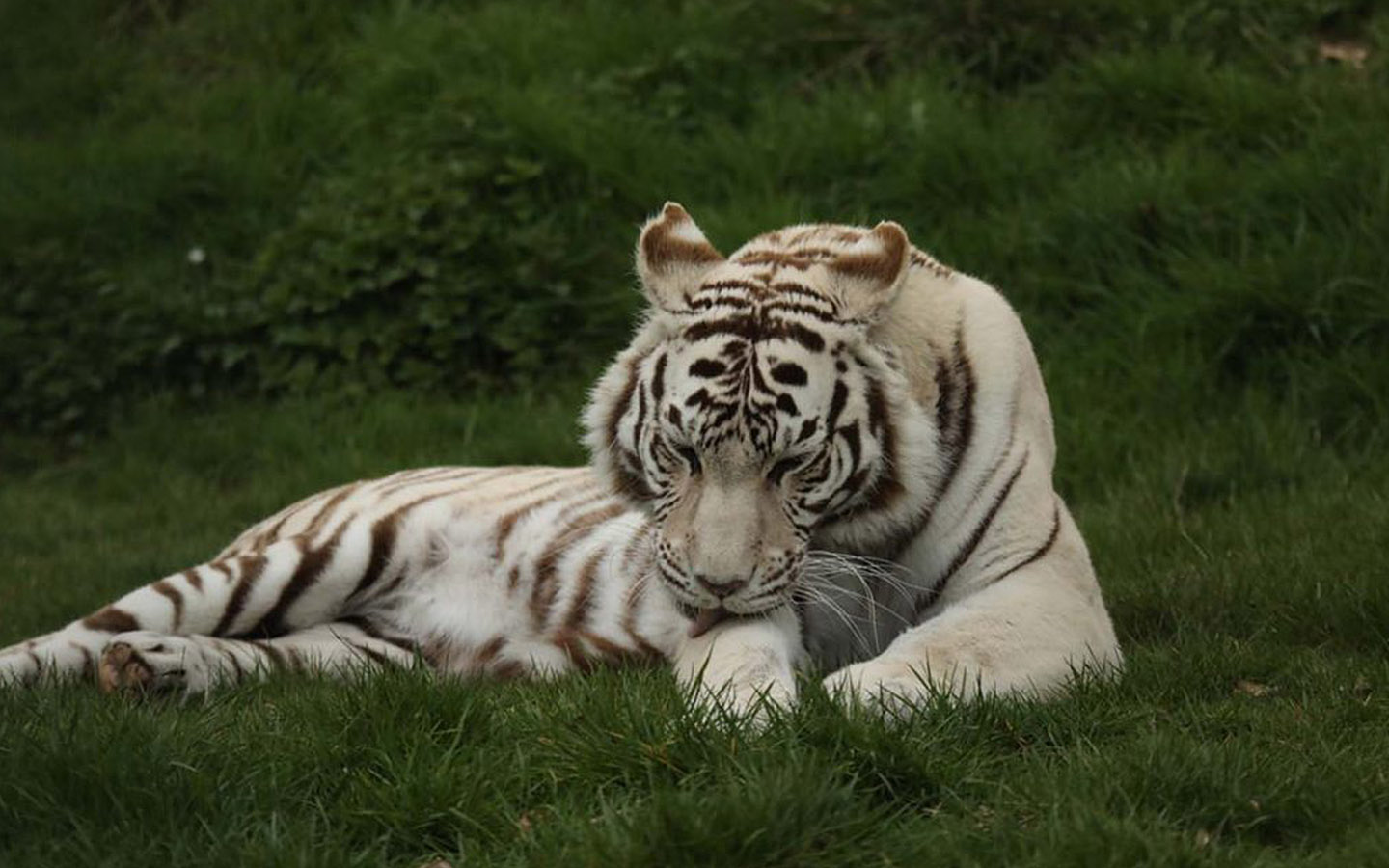 All About RAK Zoo: Activities, Location, Timings & More - MyBayut