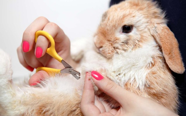 Pet Grooming in Dubai: Shampooch, Woof Pet Service & More - MyBayut