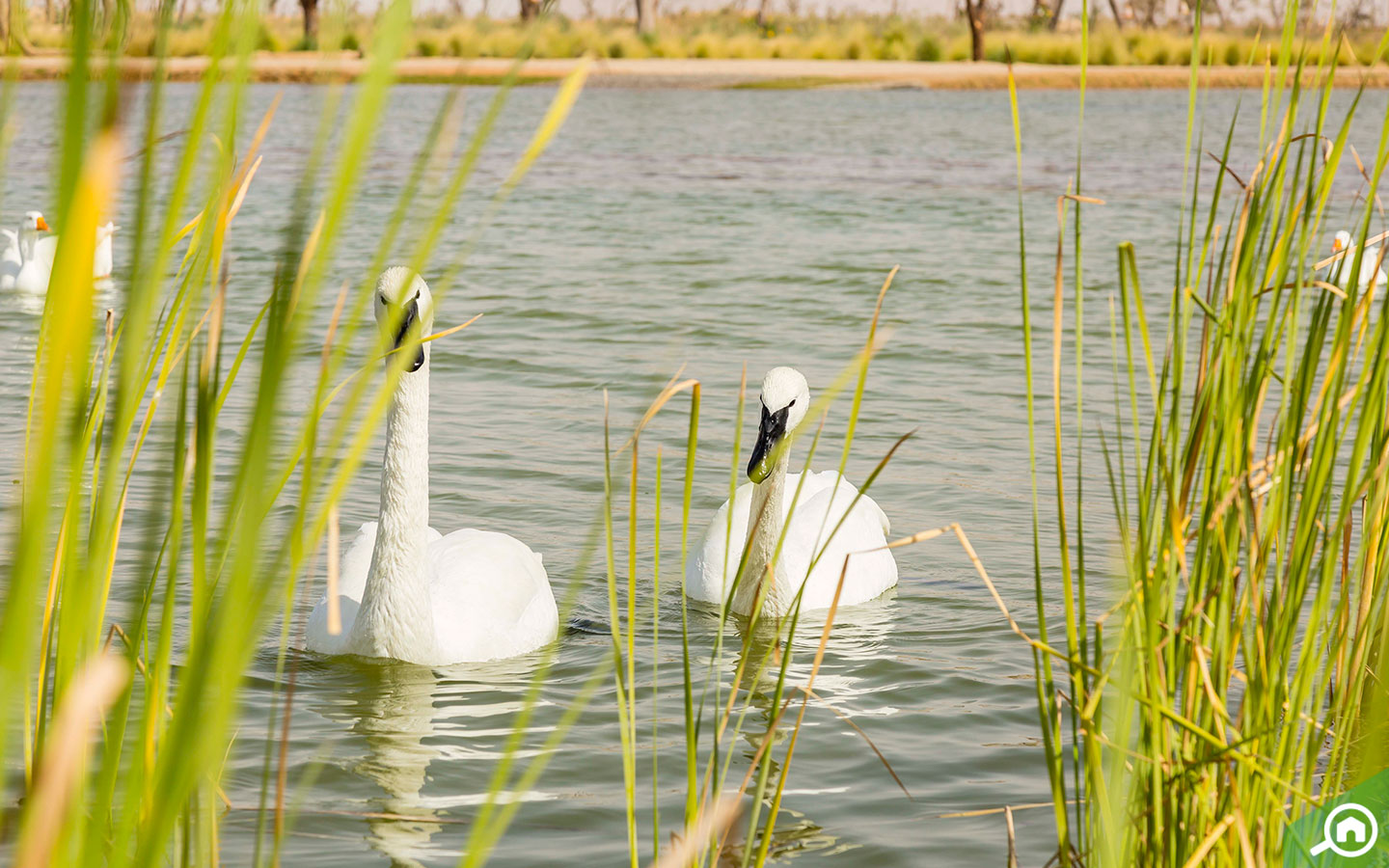 All about Love Lake in Dubai: Timings, Location & more - MyBayut