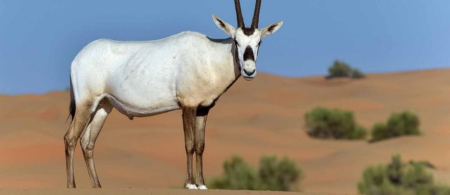 Things to do at Al Marmoom: Stargazing, Bike Trekking & more - MyBayut