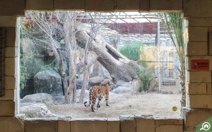 Emirates Park Zoo & Resort: Tickets, Opening Hours & More! -MyBayut