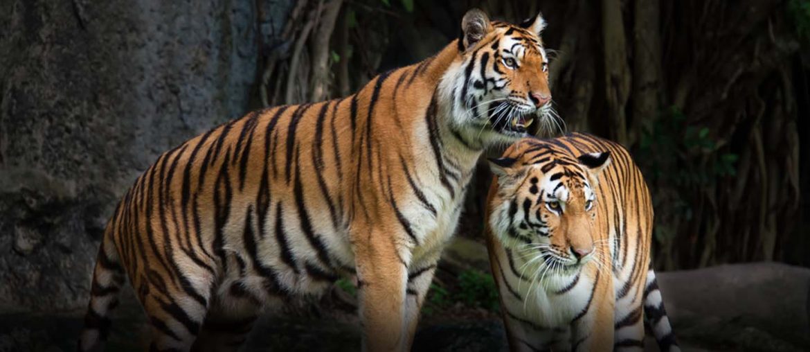 All About RAK Zoo: Activities, Location, Timings & More - MyBayut