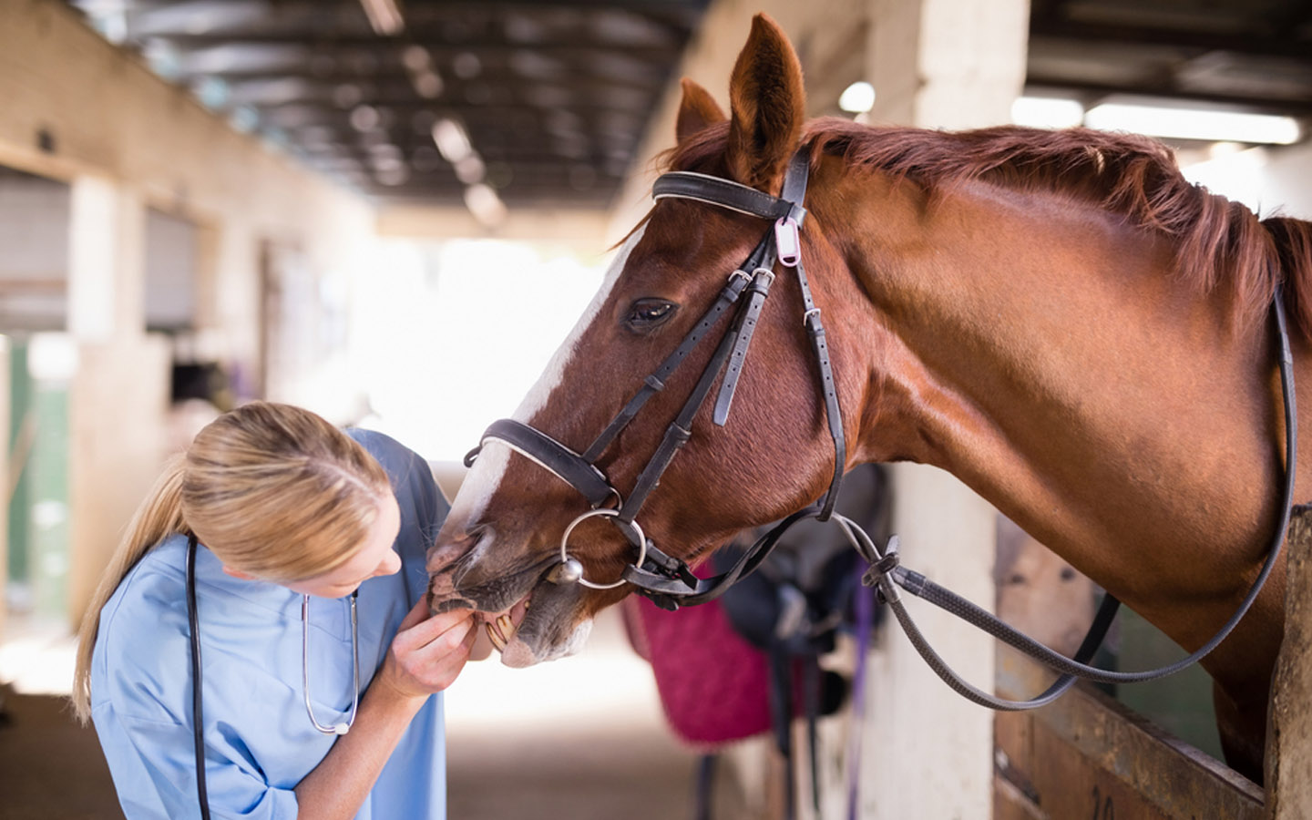Top Vets in Sharjah: Vet Plus, Al Maha Clinic & More - MyBayut