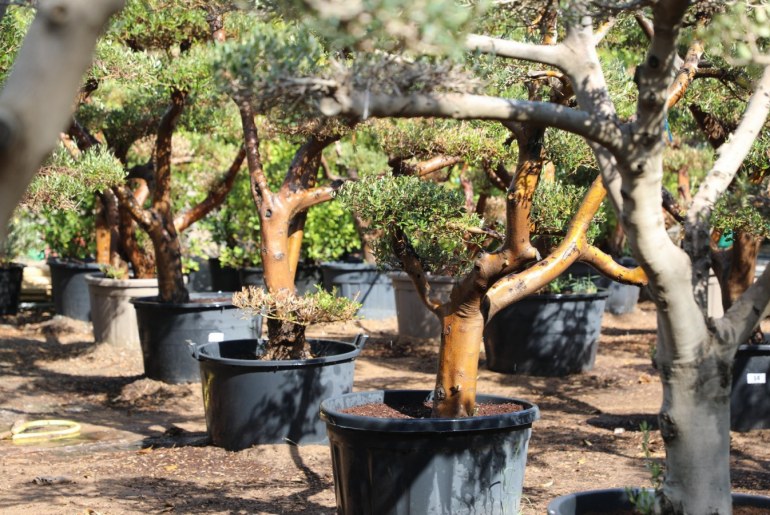 Plant Nurseries in Dubai: Zabeel Nursery, Garden Centre & more - MyBayut