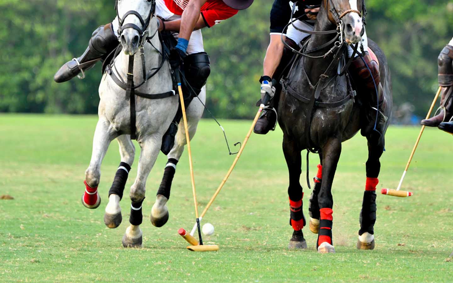 Best places to play polo in Dubai: Al Habtoor, Dubai Polo & More - MyBayut