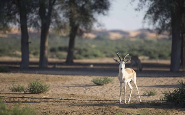 Complete Guide to Wildlife Rescue Centres in Dubai - MyBayut