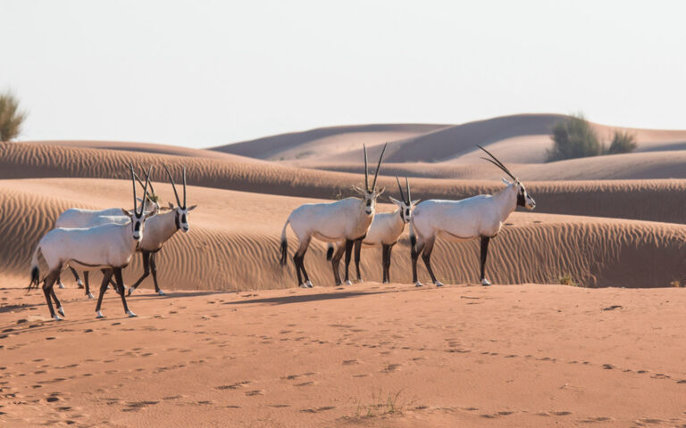 Wildlife in Dubai: Arabian Oryx, Sand Cat, Gazelle & More - MyBayut