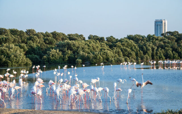 Wildlife in Dubai: Arabian Oryx, Sand Cat, Gazelle & More - MyBayut