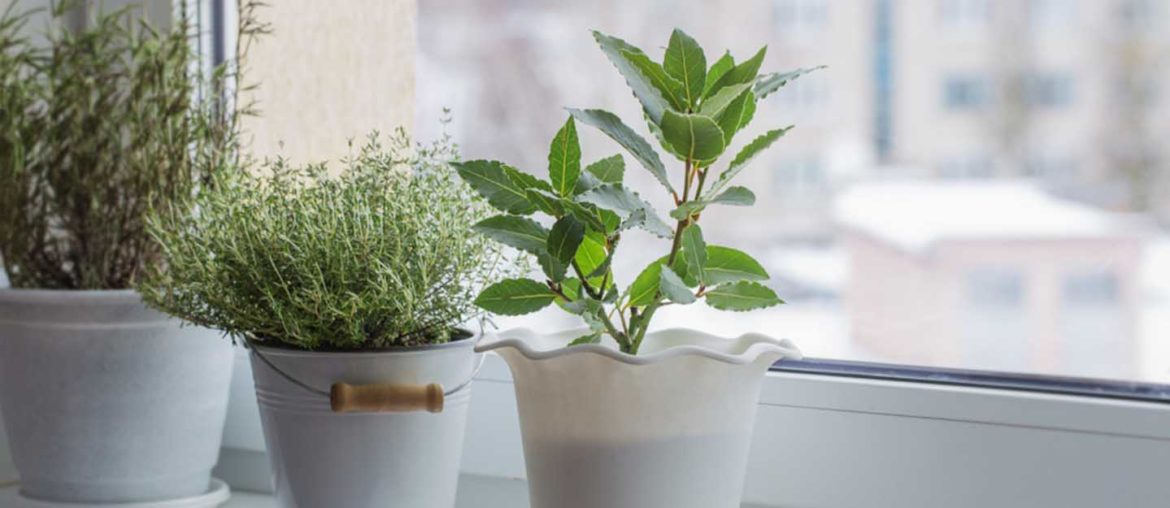 How To Take Care Of Indoor Outdoor Plants In Winter In Dubai MyBayut how-to-take-care-of-indoor-outdoor-plants-in-winter-in-dubai-mybayut