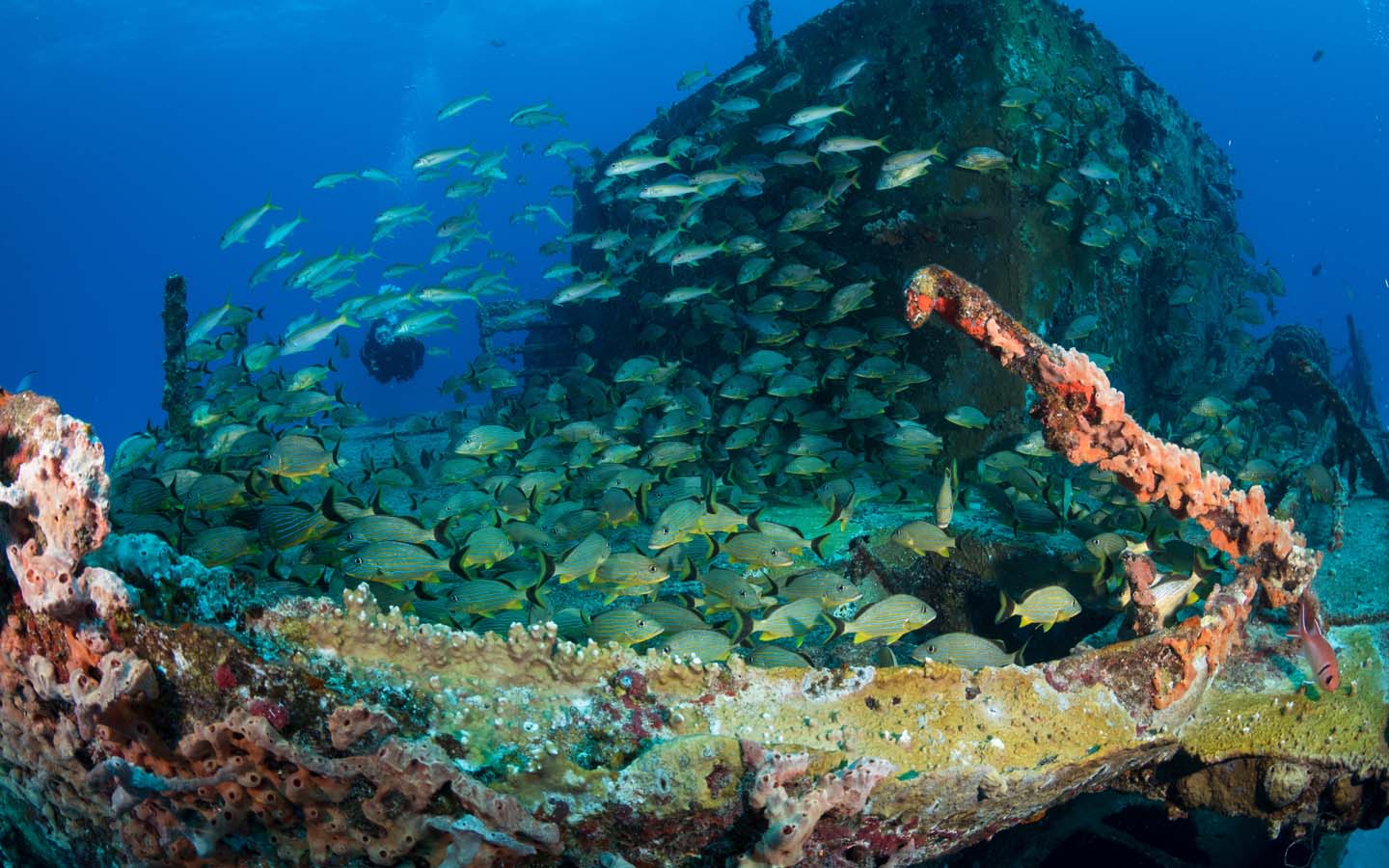 The Best Spots for Wreck Diving in Dubai - MyBayut