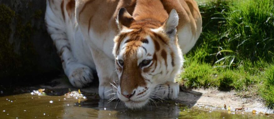 Umm Al Quwain Zoo Wild Life Park: Location, Tickets & More - MyBayut