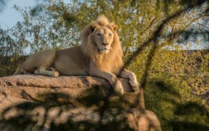 Famous Zoos in the UAE: Dubai Safari Park, Al Ain Zoo & More - MyBayut