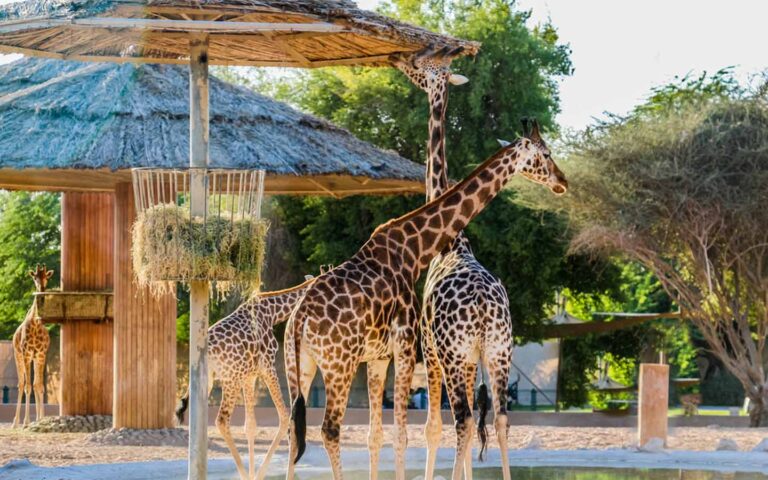 Famous Zoos in the UAE: Dubai Safari Park, Al Ain Zoo & More - MyBayut