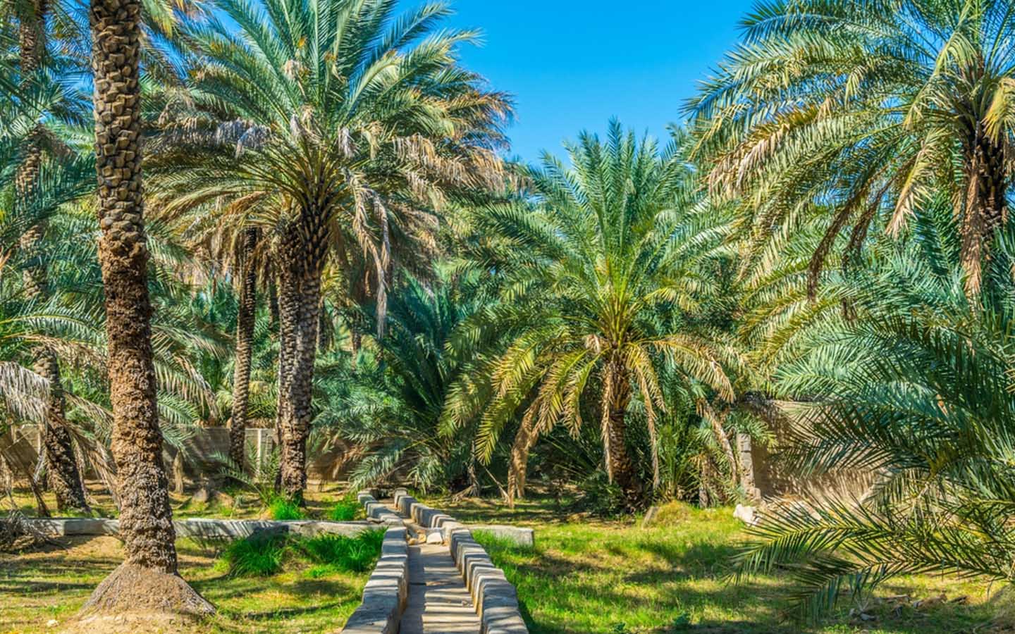 A Day trip to Al Ain from Dubai: Historic Sites, Museums & more - MyBayut