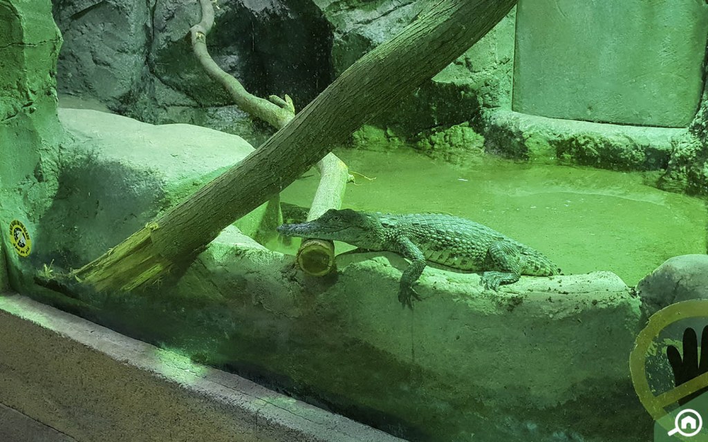 Emirates Park Zoo & Resort: Tickets, Opening Hours & More! -MyBayut