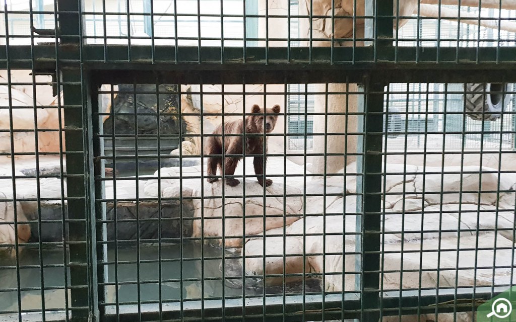 Emirates Park Zoo & Resort: Tickets, Opening Hours & More! -MyBayut