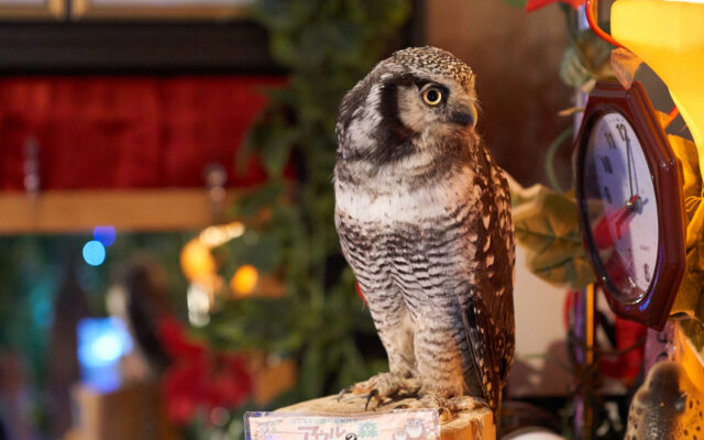 Boomah Abu Dhabi: Location, Timings, Prices & Contact Info - MyBayut