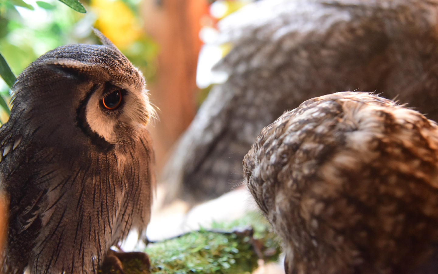 Boomah Abu Dhabi: Location, Timings, Prices & Contact Info - MyBayut