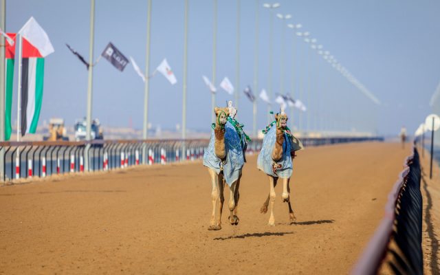 Camel racing in Dubai: Breeds, Race Tracks & More - MyBayut