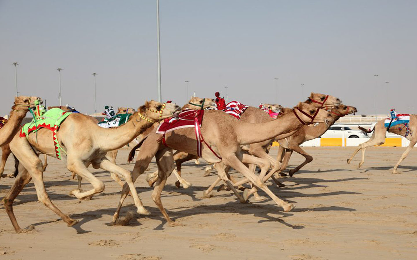 Camel Racing in Dubai: Breeds, Race Tracks & More - MyBayut
