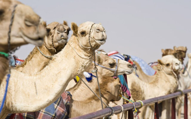 Camel Racing in Dubai: Breeds, Race Tracks & More - MyBayut