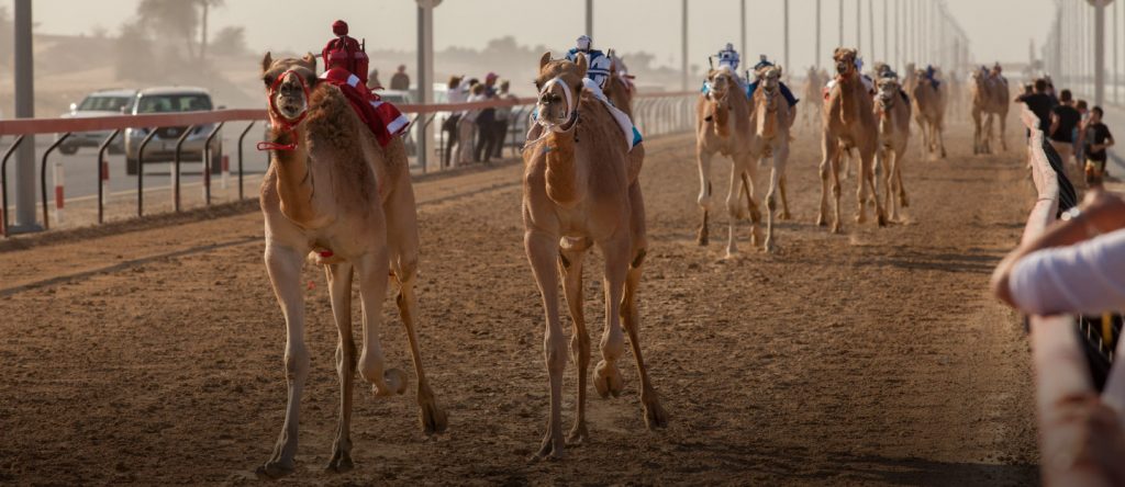 Camel Racing in Dubai: Breeds, Race Tracks & More - MyBayut