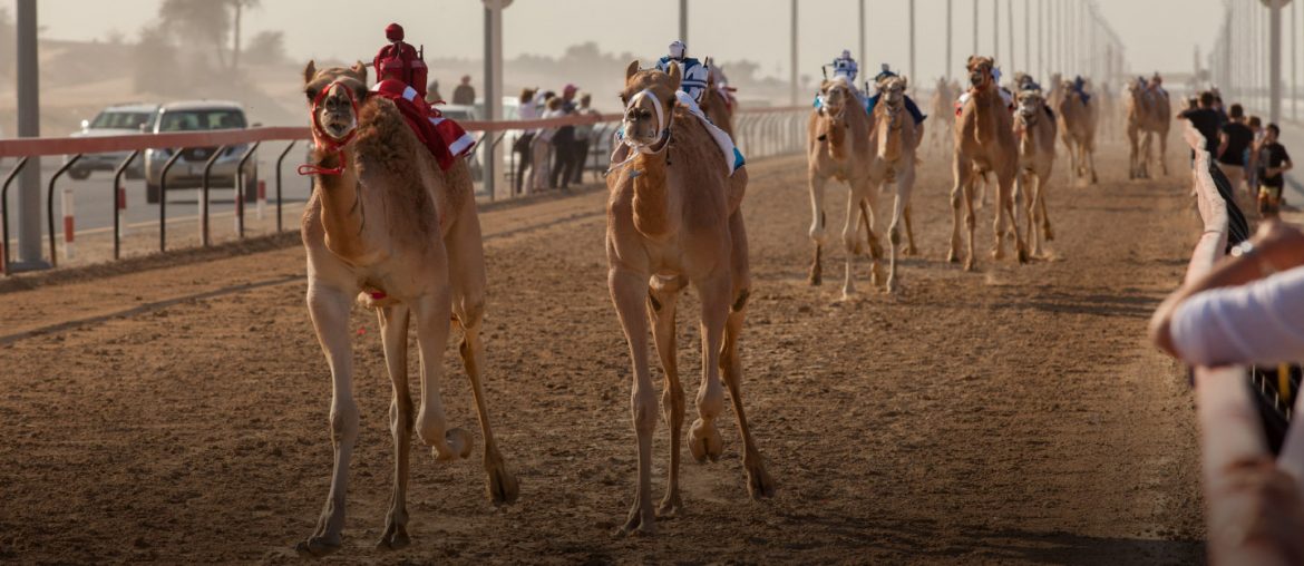 Camel Racing in Dubai: Breeds, Race Tracks & More - MyBayut