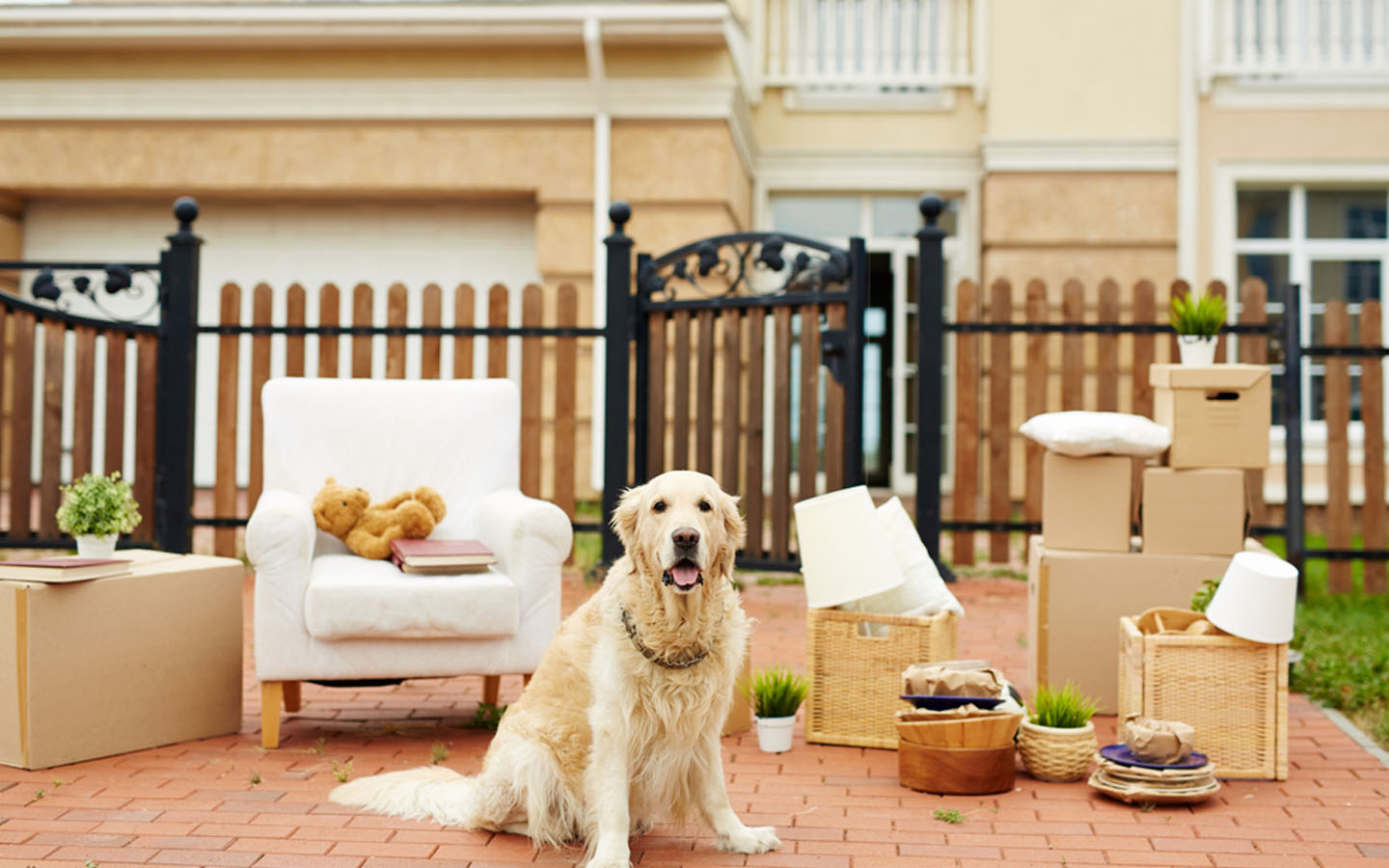 Pet Relocation From The UAE: Cost, Requirements & More - MyBayut