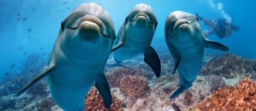 Dolphin Bay by Atlantis Dubai: Tickets, Timings & More - MyBayut
