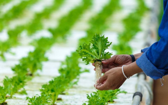 Organic Farms in Abu Dhabi: Gracia, Al Rahba & More - MyBayut
