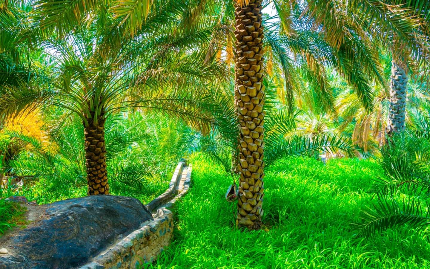 Falaj Irrigation System in UAE: Method, Types, Components & more - MyBayut