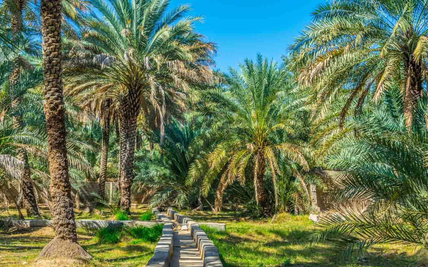 Falaj Irrigation System in UAE: Method, Types & More - MyBayut