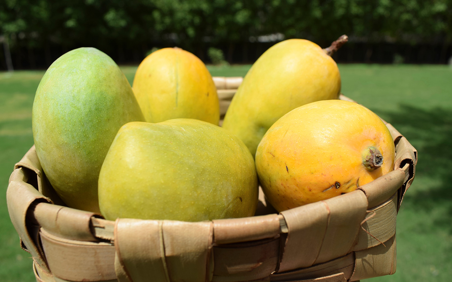 Pakistani Mango Festival Dubai: Time, Location, Events & More - MyBayut