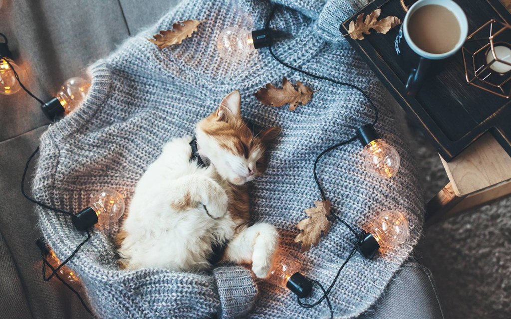 Hosting an Open House Event: Dos and Don'ts - MyBayut