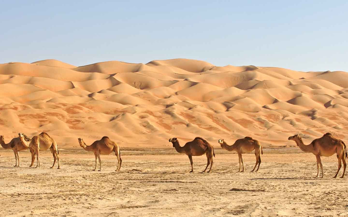 Things to Do in Liwa: Camping, Dune Bashing & More - My Bayut